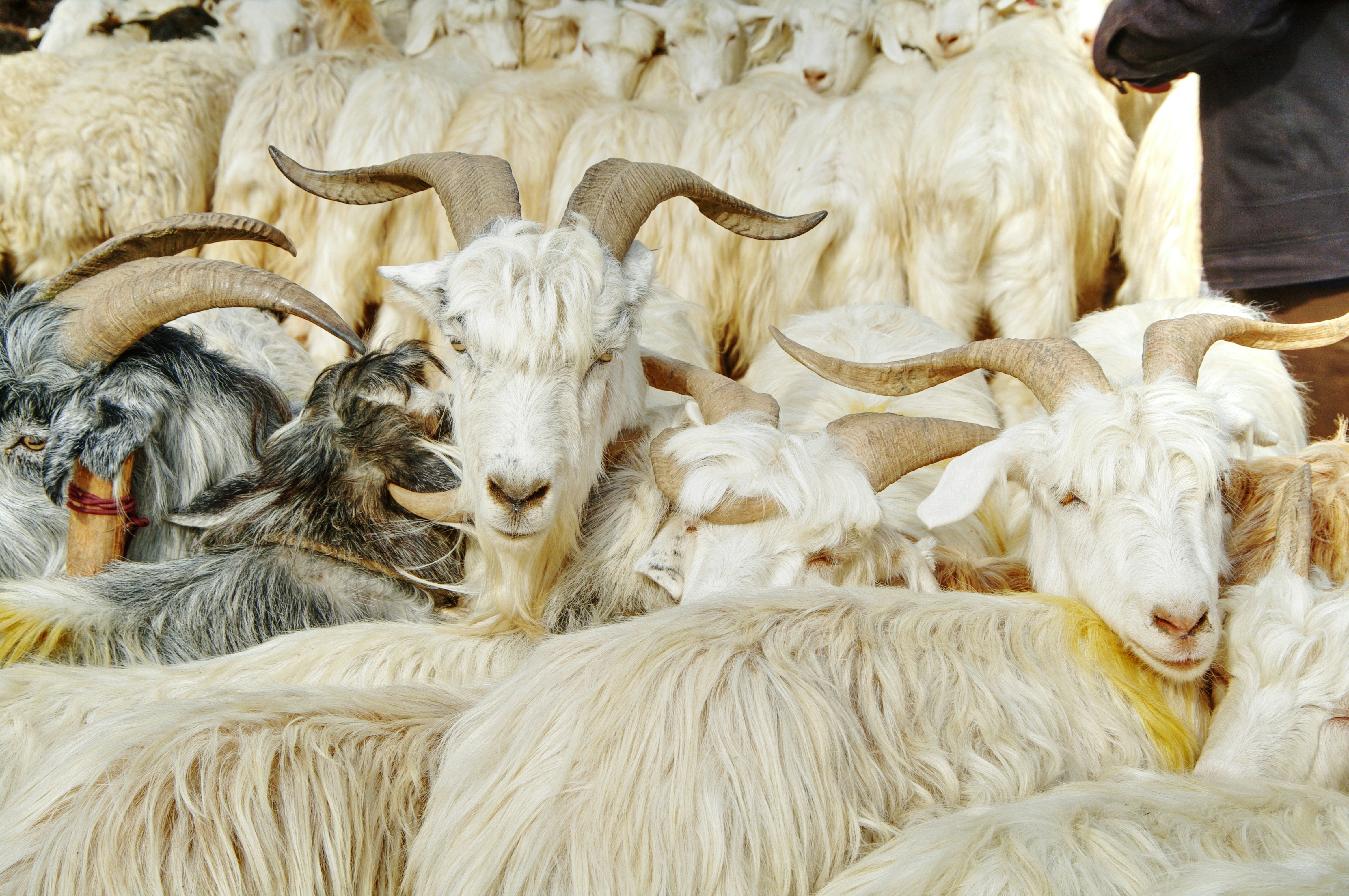 Cashmere – Circular People
