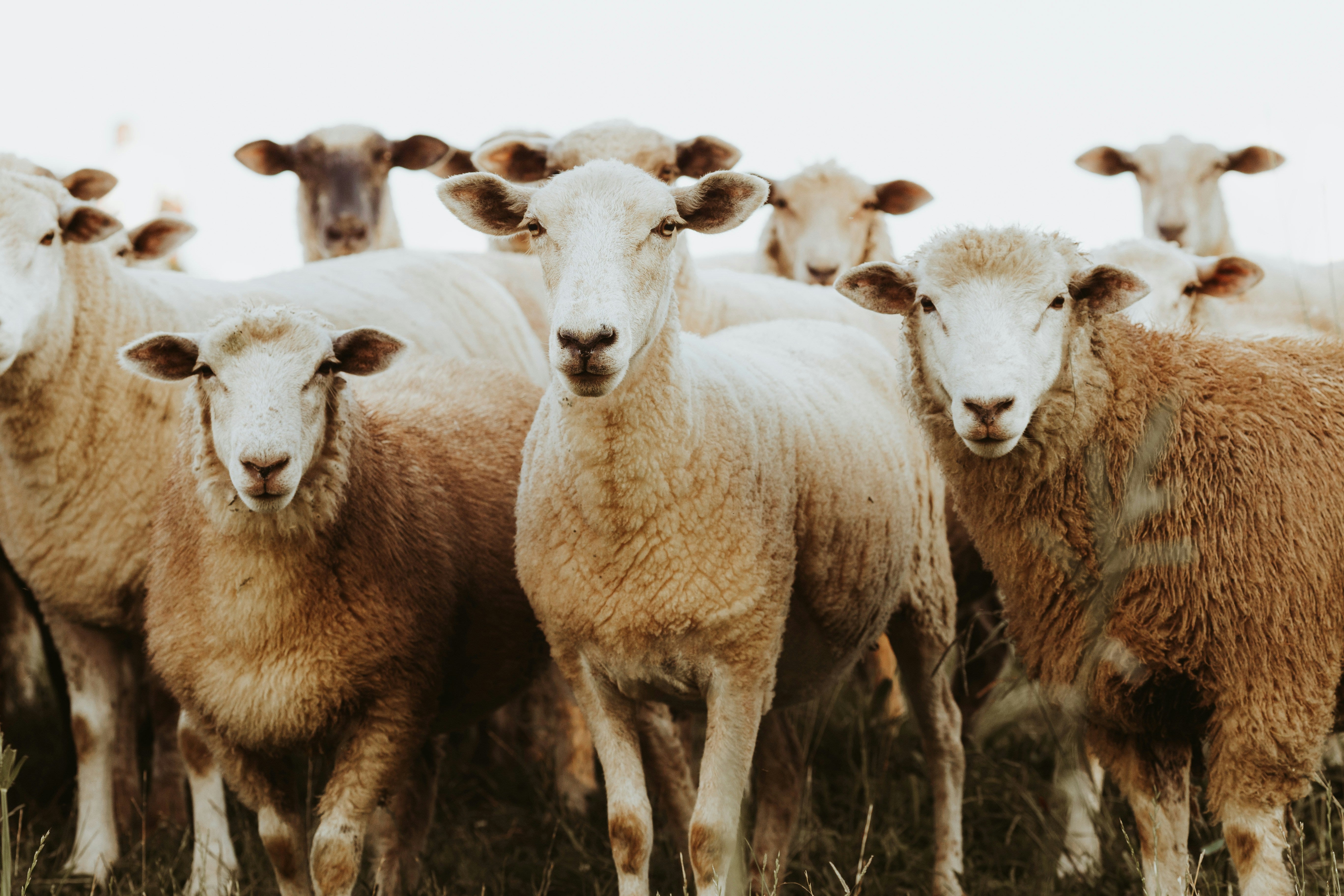 The Modern Wool Shopper's Guide: Understanding Quality, Ethics, and Su ...